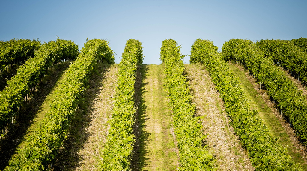 UGVC - Union Générale des Viticulteurs pour l'AOC Cognac