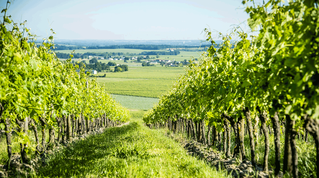 UGVC - Union Générale des Viticulteurs pour l'AOC Cognac